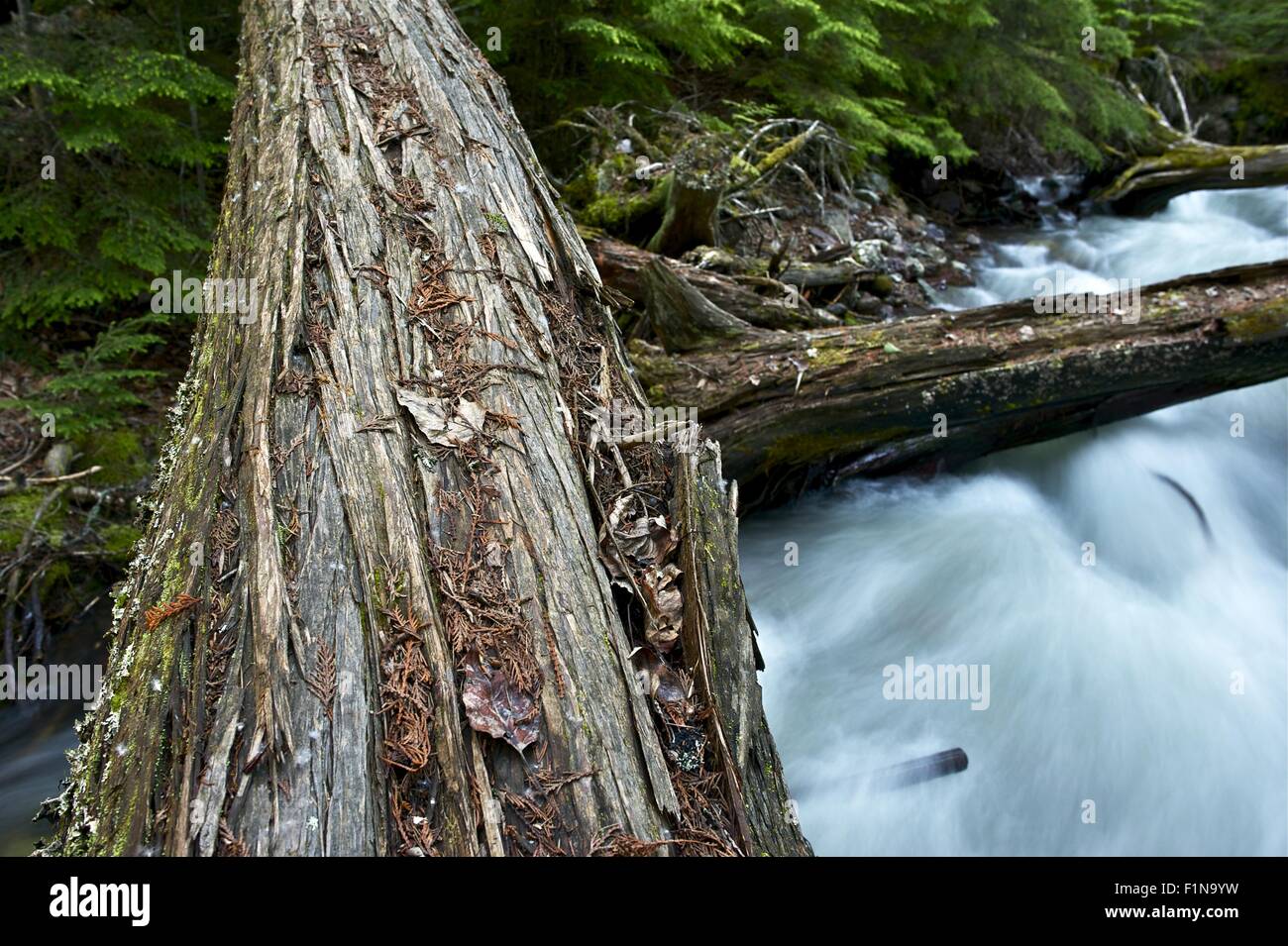 Fallen Trees Closeup. Logs and Small River Creek in Montana Stock Photo ...