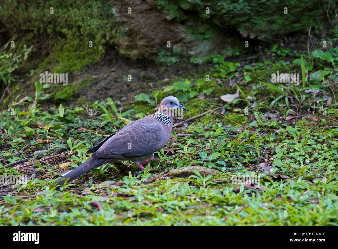 Spotted dove stand on grassland hi-res stock photography and images - Alamy