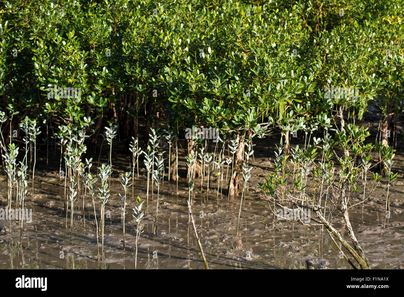 Mangrove swamp in the Estuaryat the ebb tide moment Stock Photo - Alamy