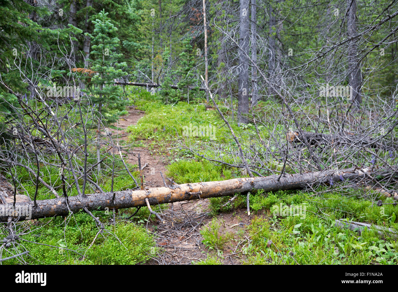 Rand, Colorado - Dead pine trees on the Continental Divide Trail in the ...