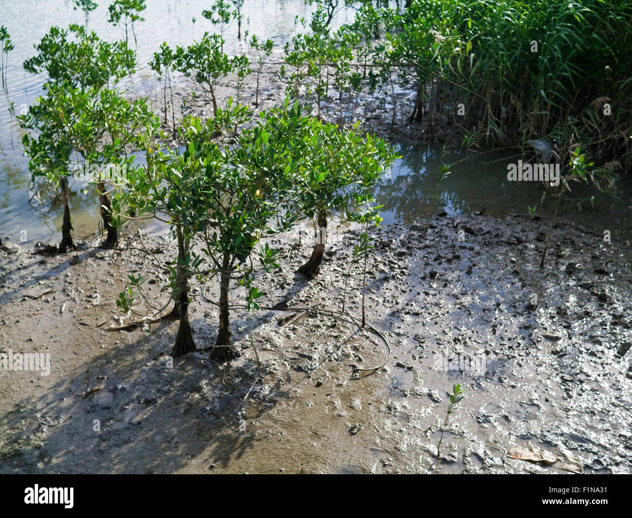 White swamp root hi-res stock photography and images - Alamy