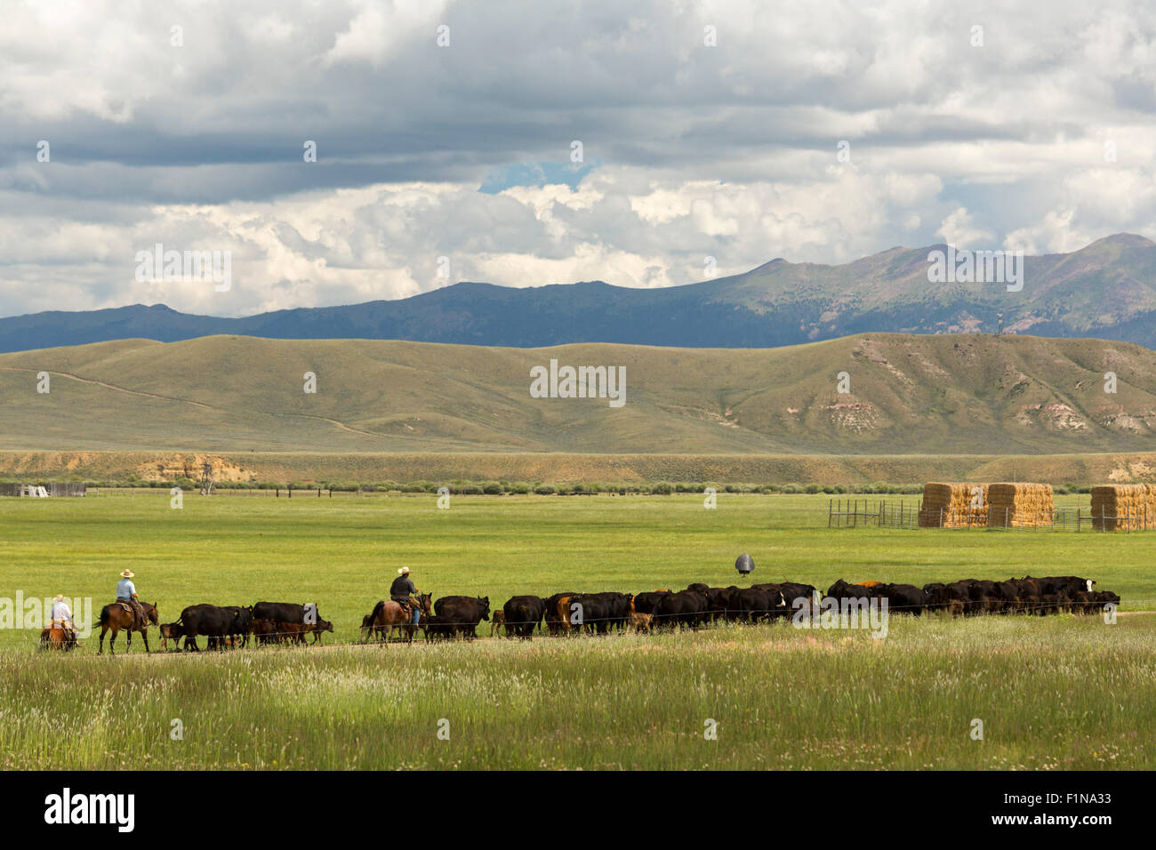 Walden, Colorado - Cowboys move cattle through a pasture on a ranch ...