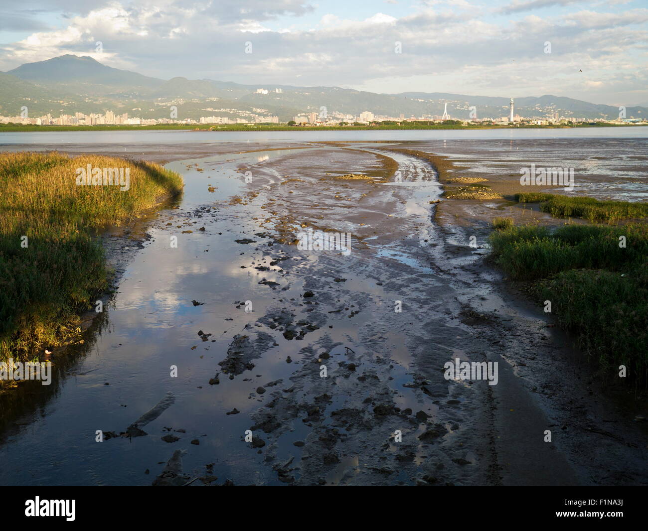 Mangrove swamp in the Estuaryat the ebb tide moment Stock Photo - Alamy