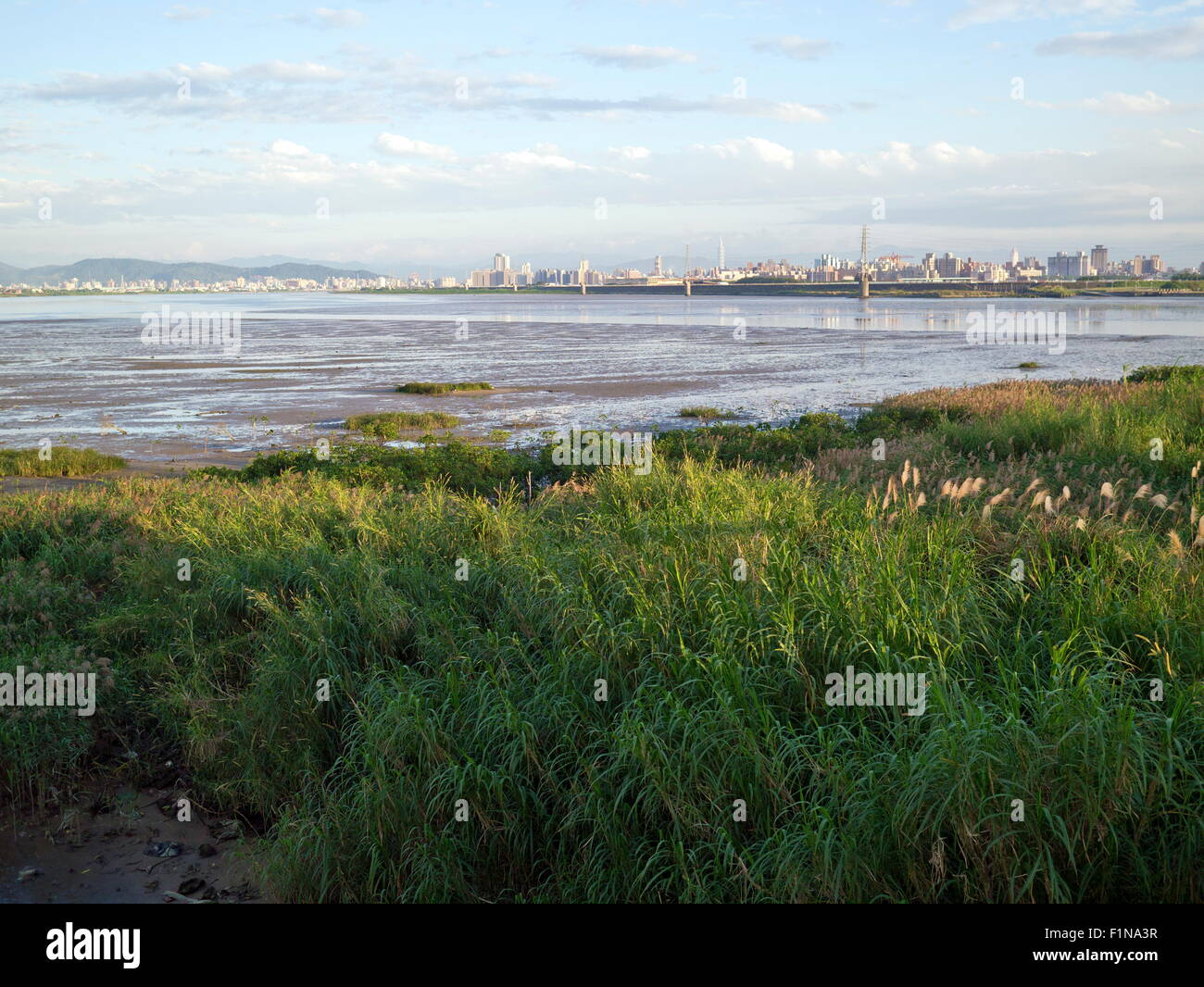 Mangrove swamp in the Estuaryat the ebb tide moment Stock Photo - Alamy