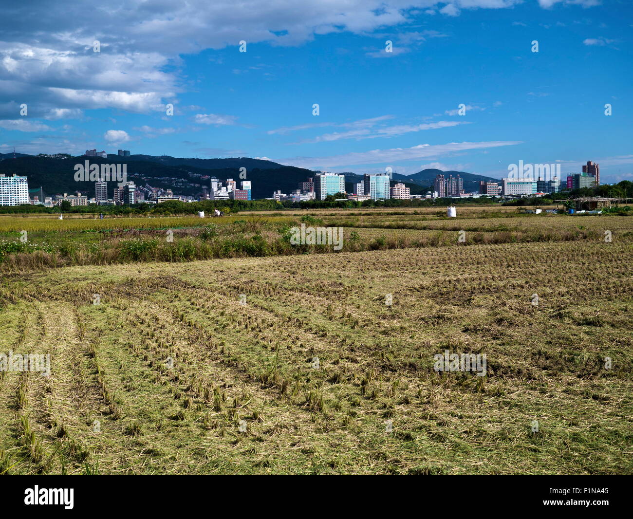 Brown rice field hi-res stock photography and images - Alamy
