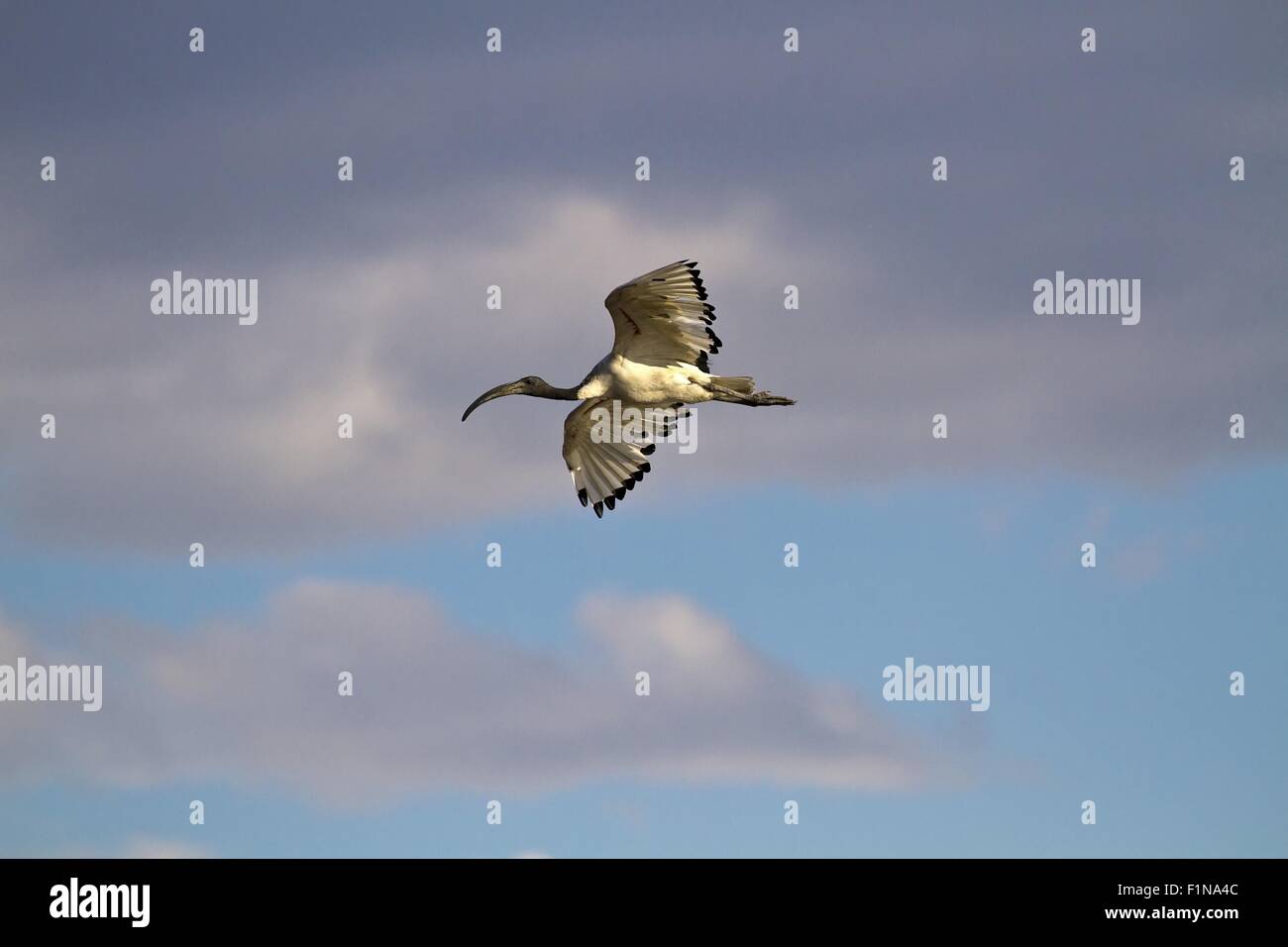 African Sacred Ibis in flight against blue sky Stock Photo - Alamy