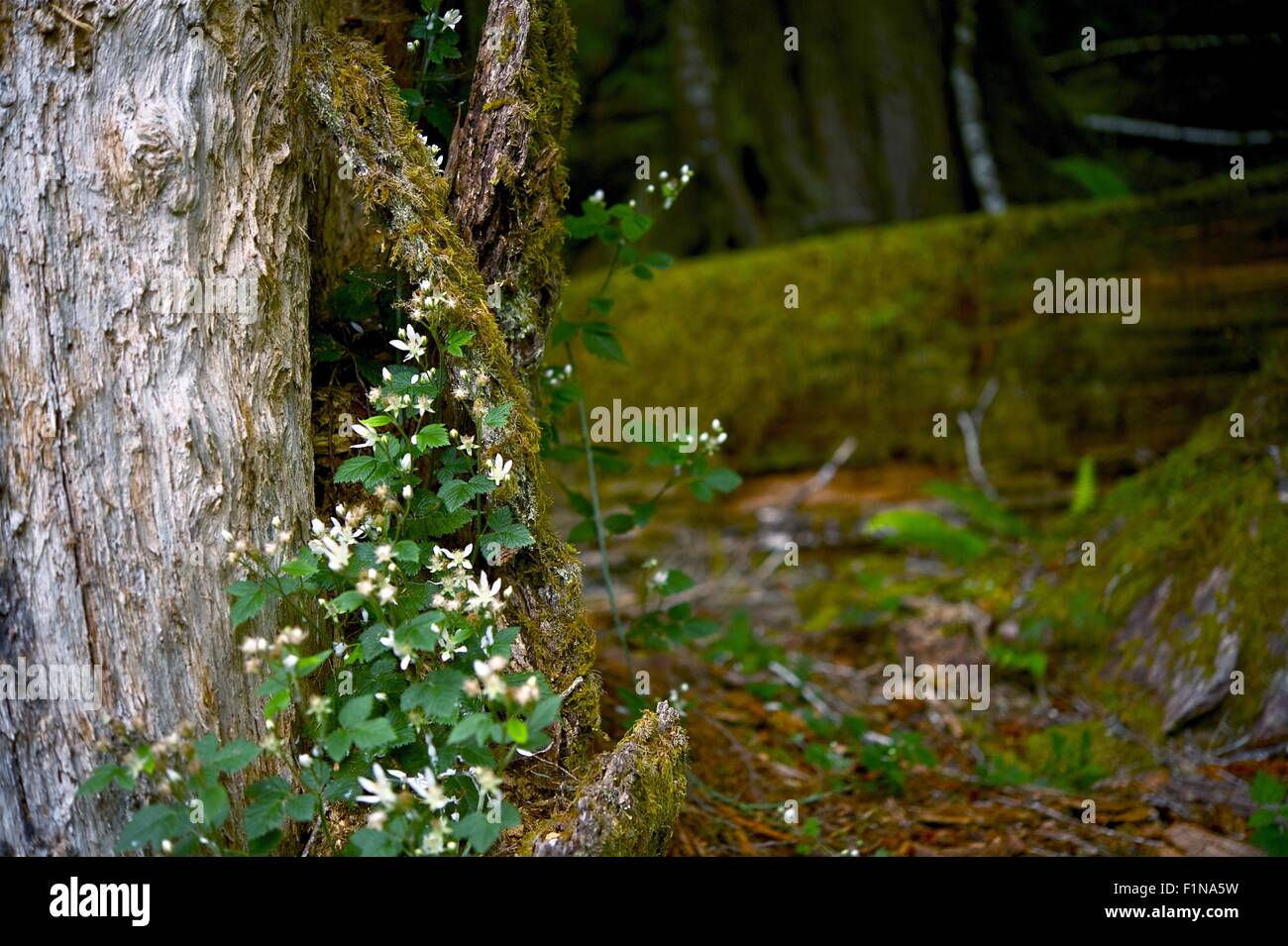Forest with wildflowers hi-res stock photography and images - Alamy