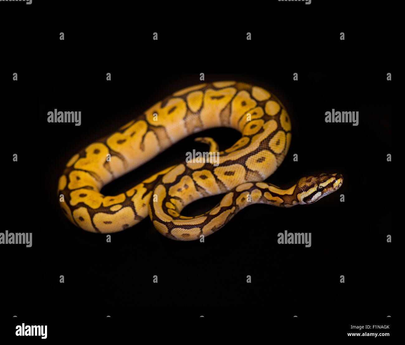 Ball Python - Python regius, isolated on a black background Stock Photo ...