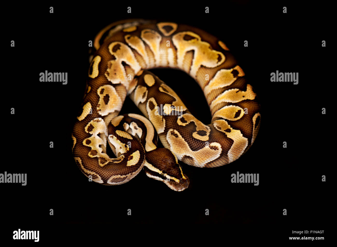 Ball Python - Python regius, isolated on a black background Stock Photo ...