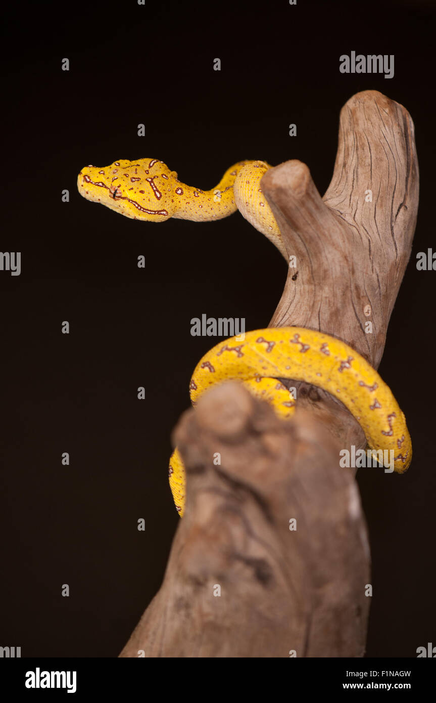 Juvenile Green Tree Python (Morelia viridis) in the yellow phase Stock ...