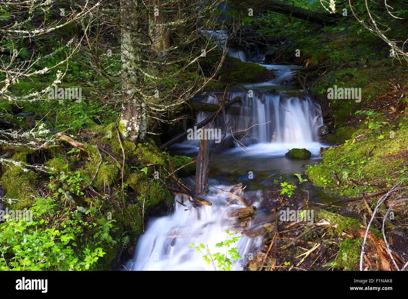 Closeup small river flowing rainforest hi-res stock photography and ...
