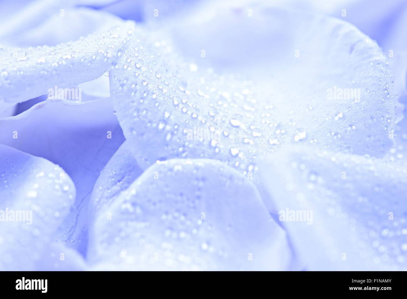 Dew on the Light Blue Flower Petals - Floral Background Stock Photo - Alamy