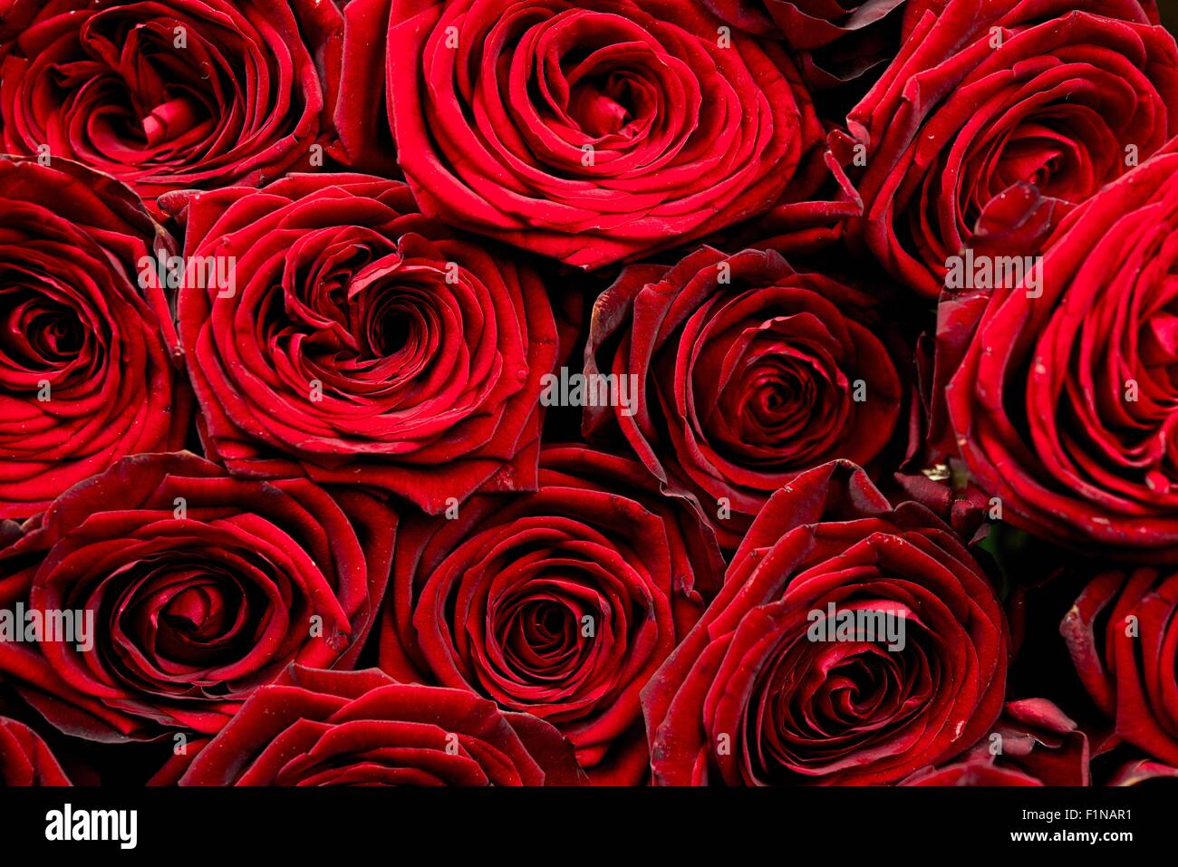 Bunch of Red Roses. Red Roses Background. Flowers Photo Collection ...