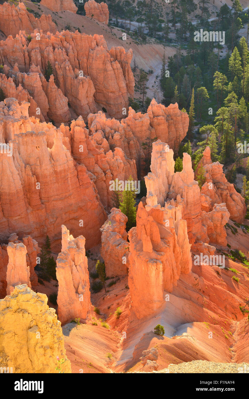 Glowing hoodoos below Inspiration Point as seen from the Rim Trail in ...