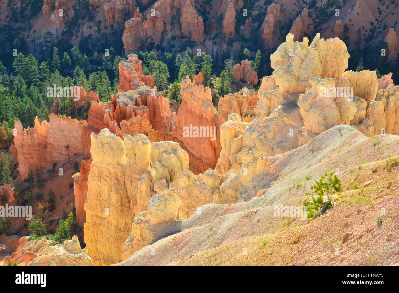 Glowing hoodoos below Inspiration Point as seen from the Rim Trail in ...