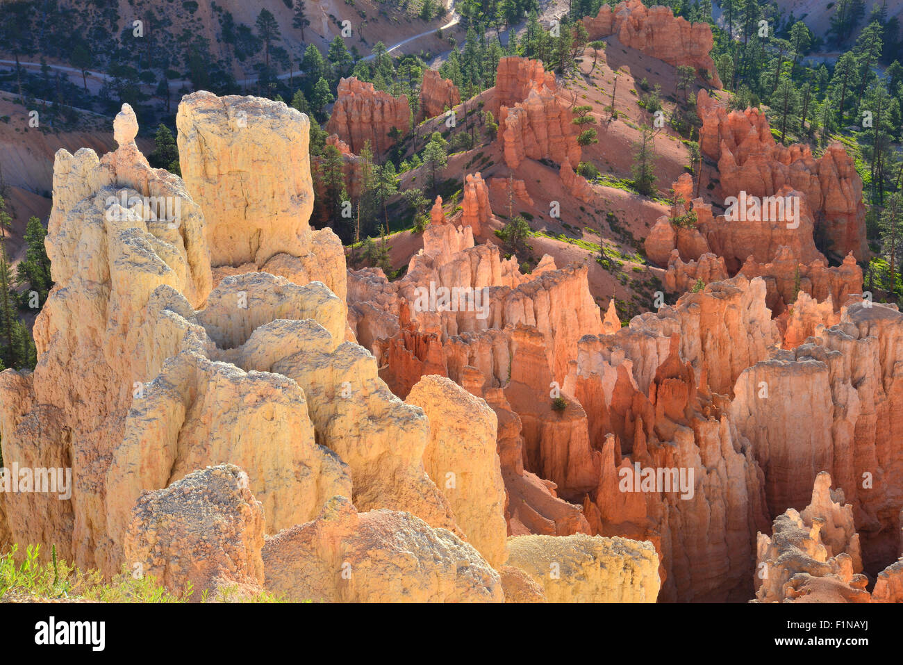 Glowing hoodoos from Rim Trail near Inspiration Point in Bryce Canyon ...