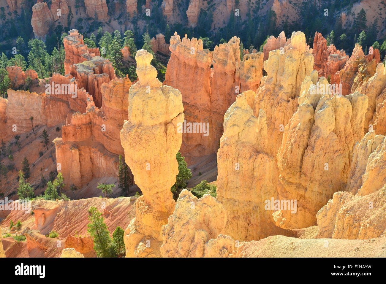 Glowing hoodoos from Rim Trail near Inspiration Point in Bryce Canyon ...