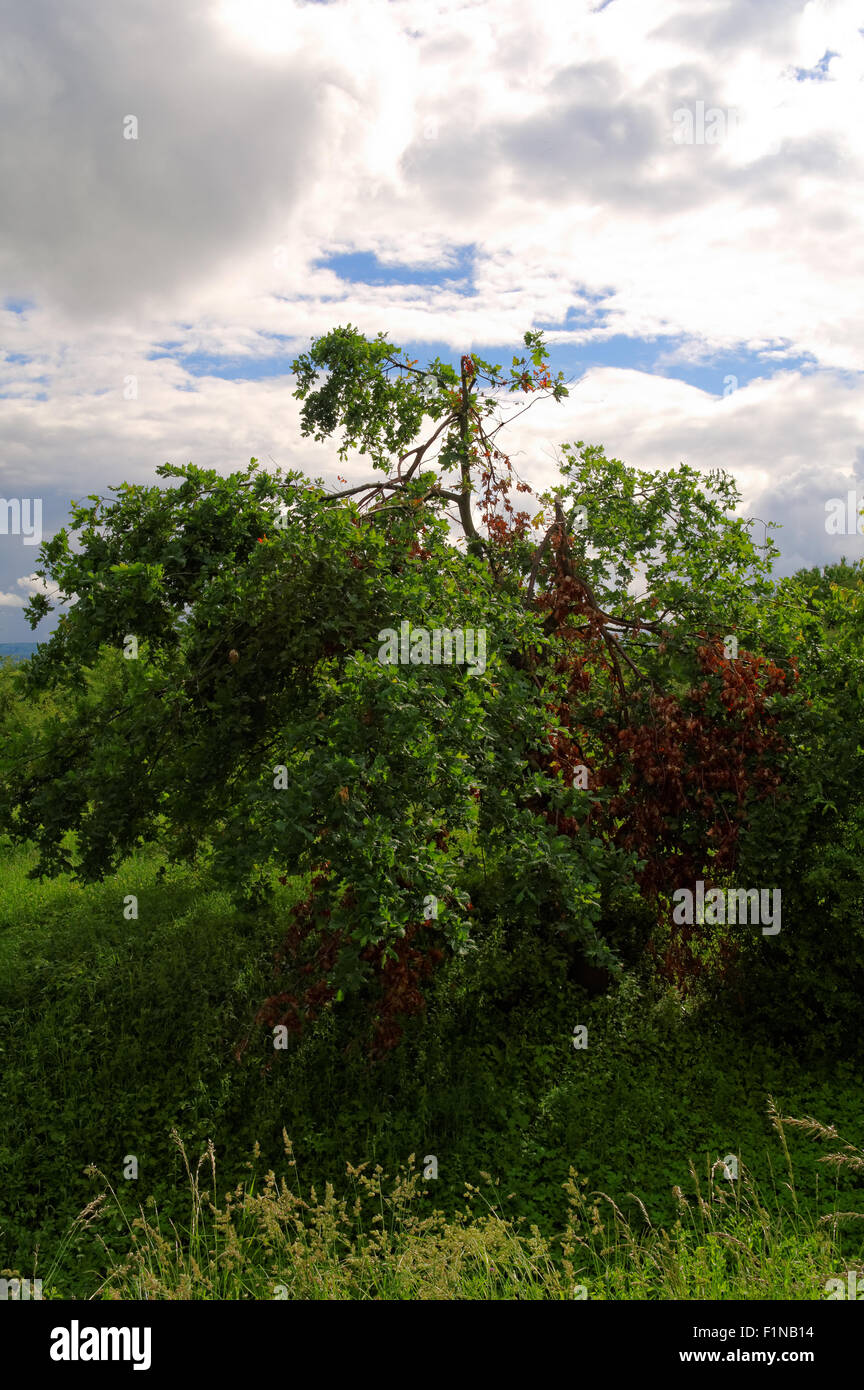 Broken tree hi-res stock photography and images - Alamy
