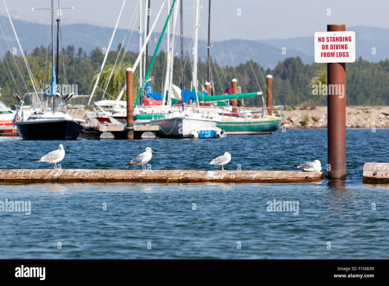 Seagull life cycle hi-res stock photography and images - Alamy