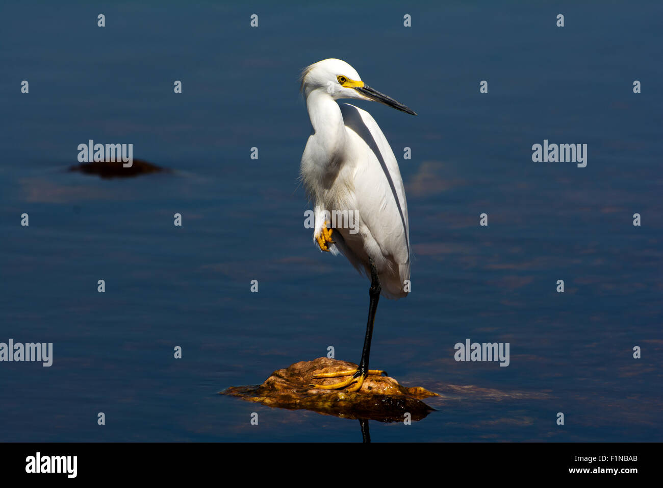 White Heron standing on one leg near the transpantaneira road in the ...