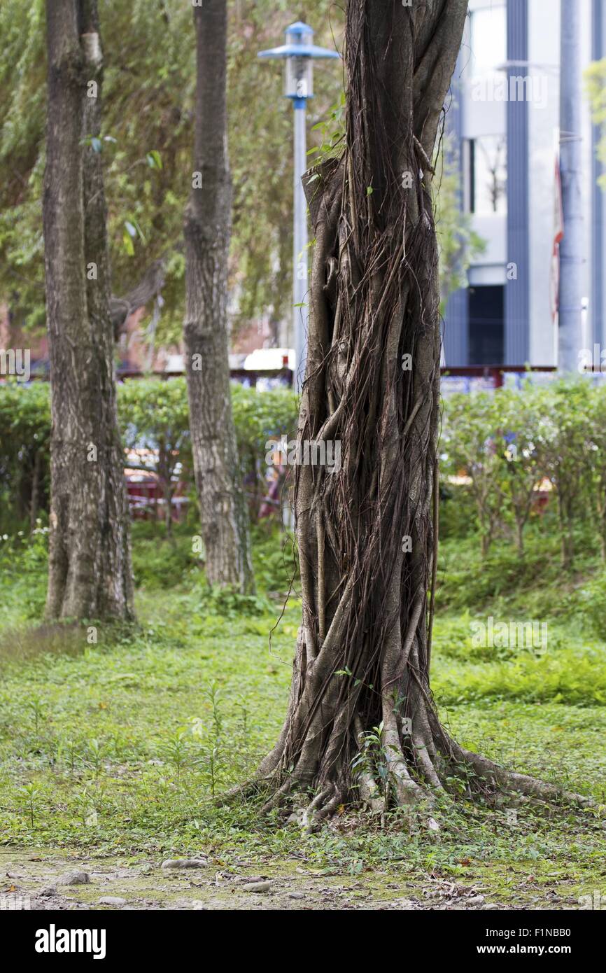 Corner tree hi-res stock photography and images - Alamy