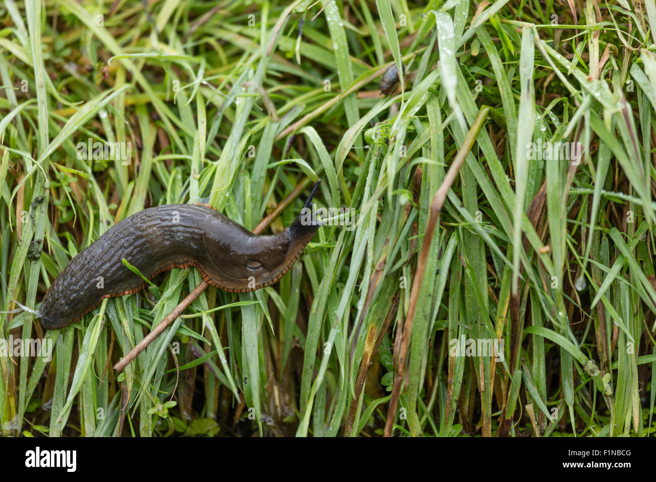 Grass pest hi-res stock photography and images - Alamy
