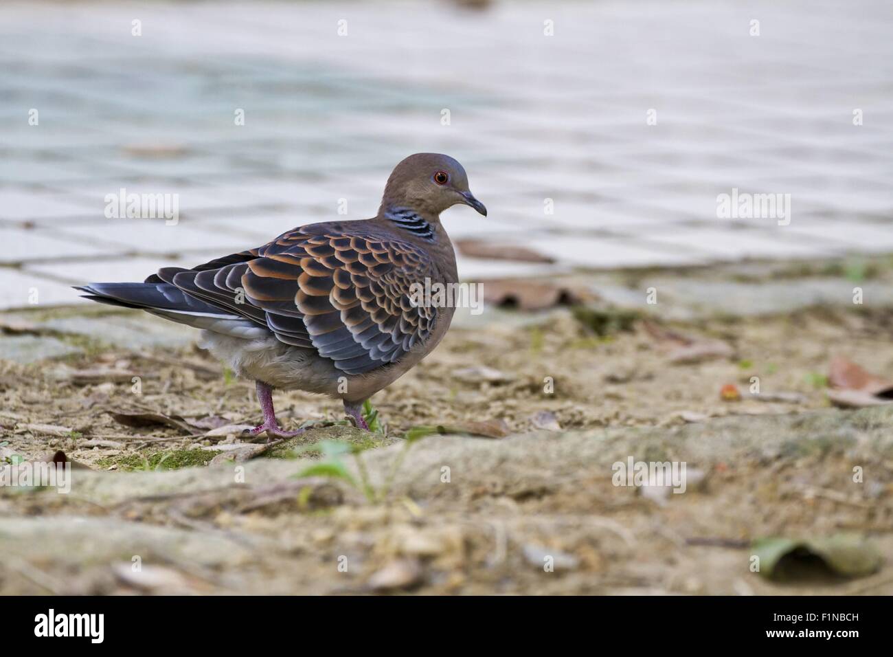 Oriental turtle dove streptopelia orientalis hi-res stock photography ...
