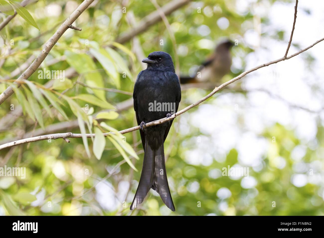 Bronzed drongo bird hi-res stock photography and images - Alamy