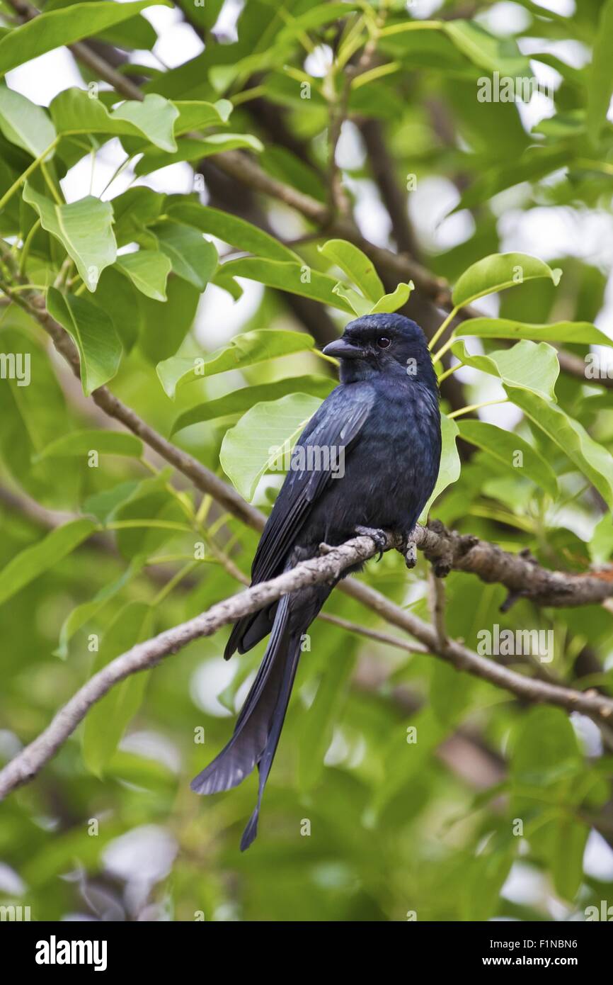 Bronzed drongo bird hi-res stock photography and images - Alamy