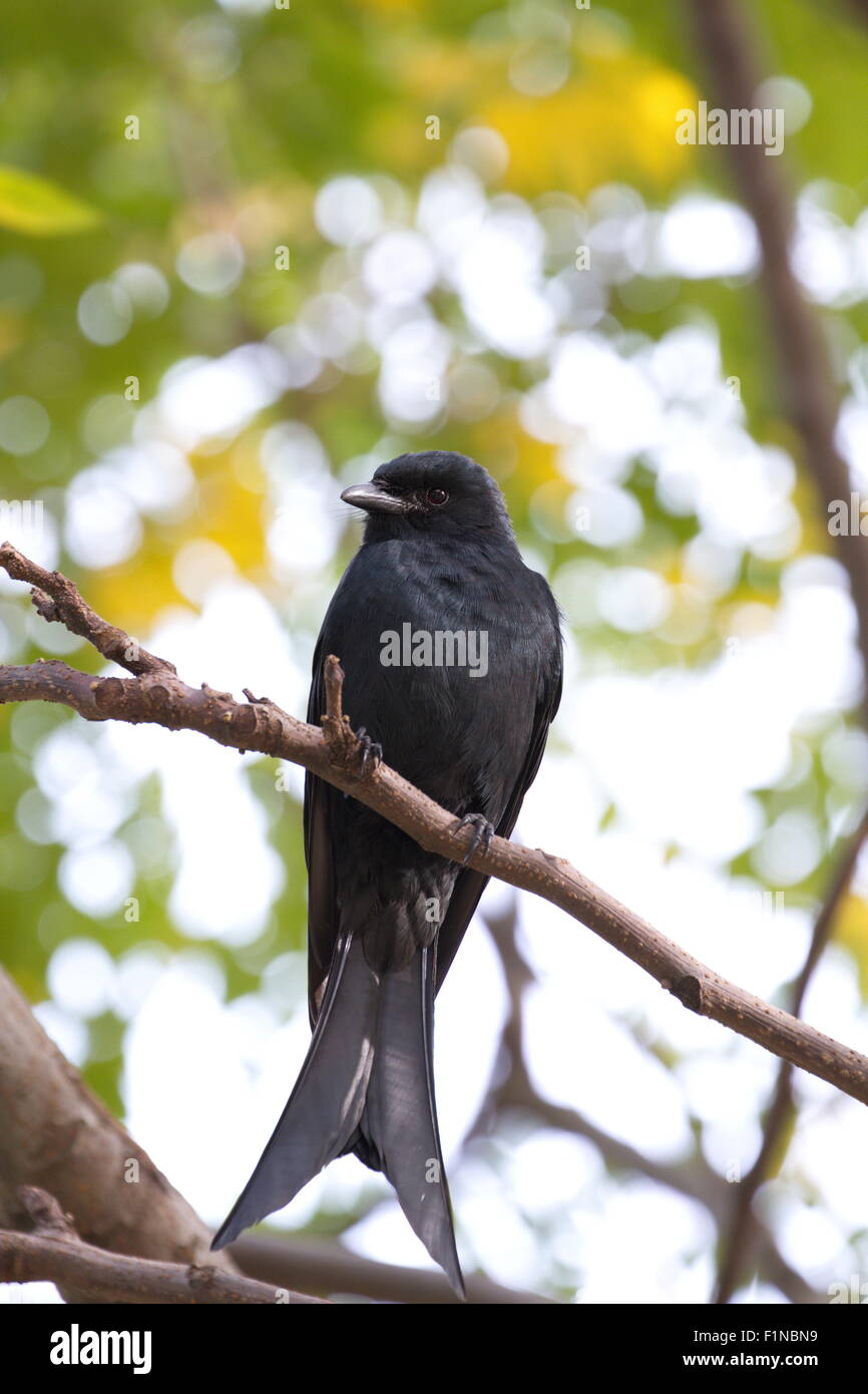 Bronzed Drongo Bird High Resolution Stock Photography and Images - Alamy