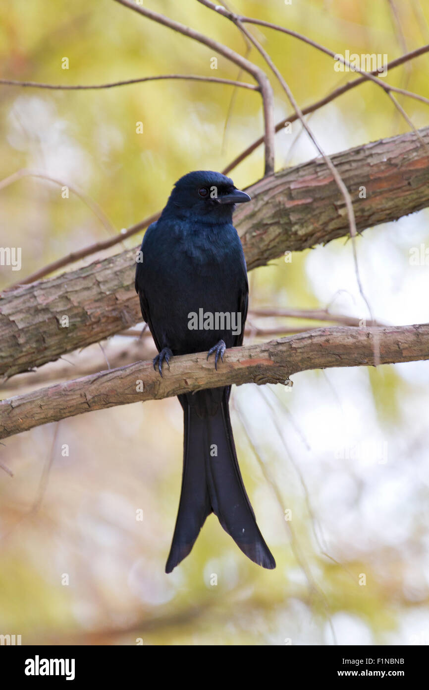Bronzed drongo bird hi-res stock photography and images - Alamy