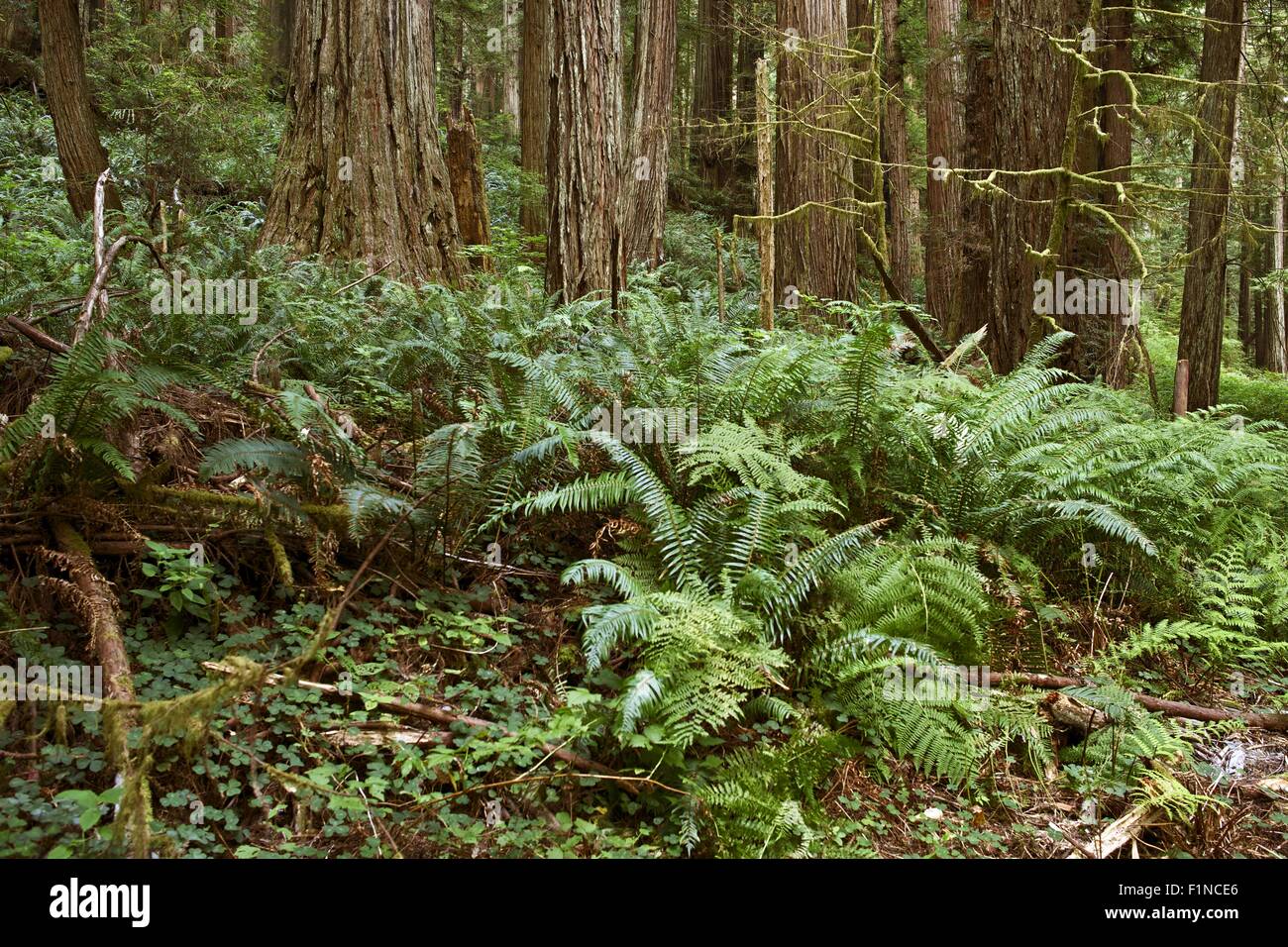 Deep Forest with Ferns Around. Washington State USA Rainforest ...