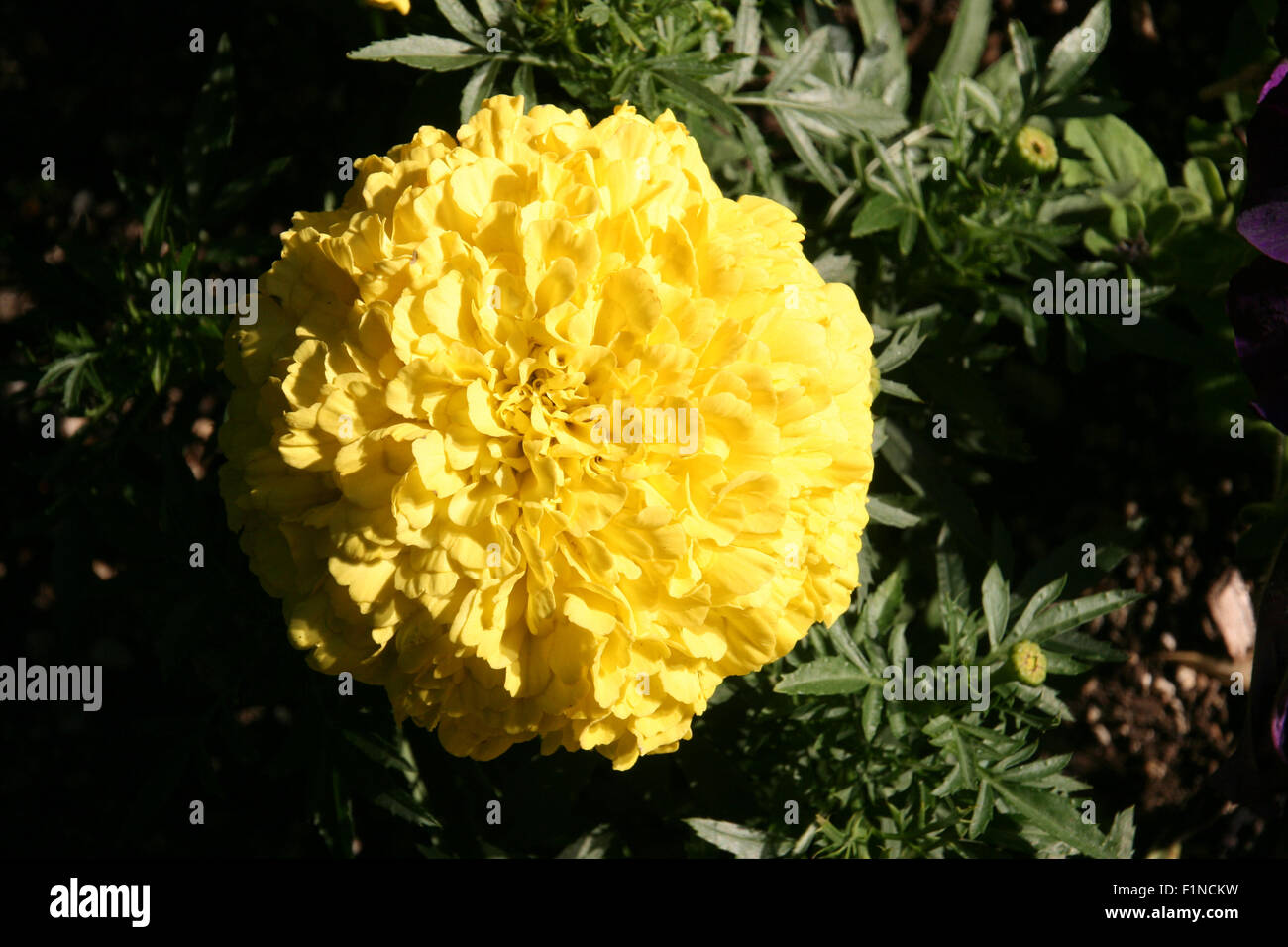 Double marigold hi-res stock photography and images - Alamy