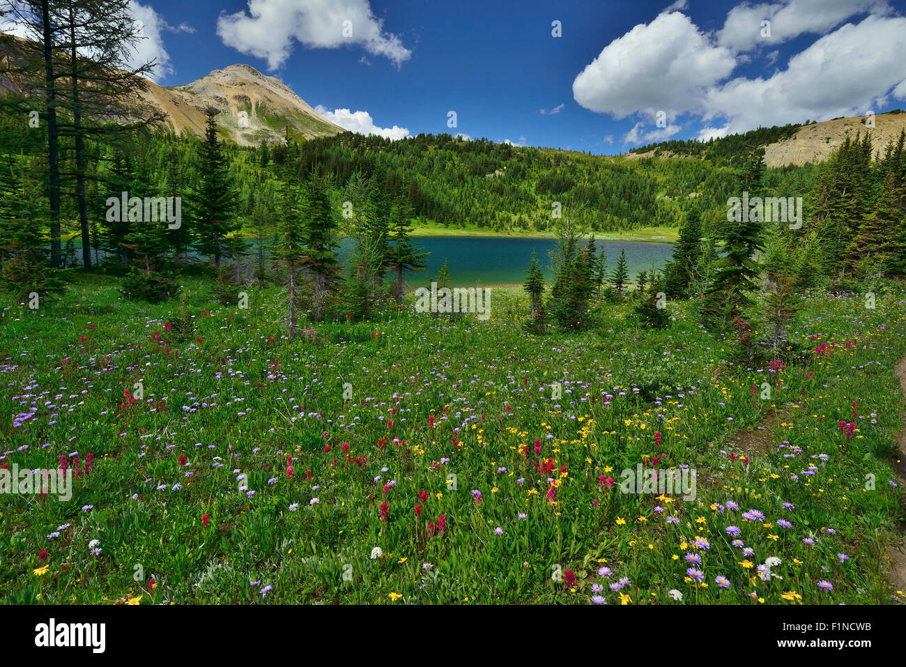Sunshine meadows banff wildflowers hi-res stock photography and images ...