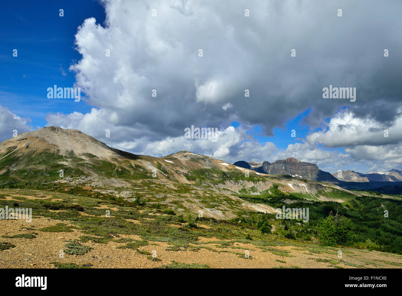 Sunshine Meadows banff national park Alberta Canada Stock Photo - Alamy