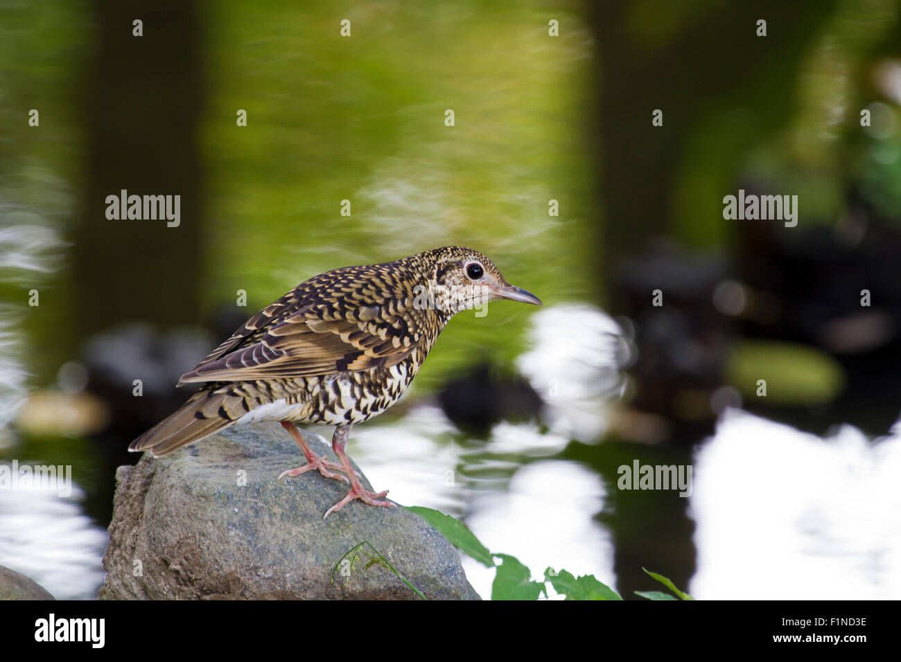 close view of White's Scaly Thrush in wilderness,Zoothera dauma Stock ...