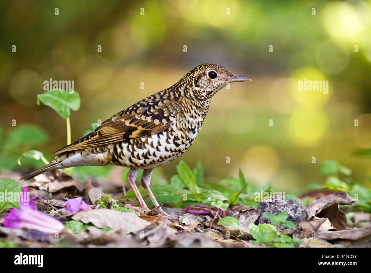 close view of White's Scaly Thrush in wilderness,Zoothera dauma Stock ...