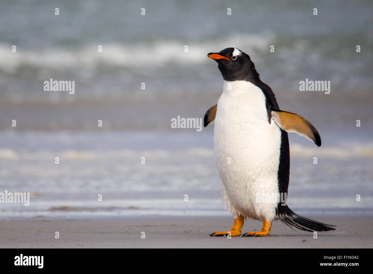 Grumpy looking Gentoo Penguin on a beach. Falkland Islands Stock Photo ...