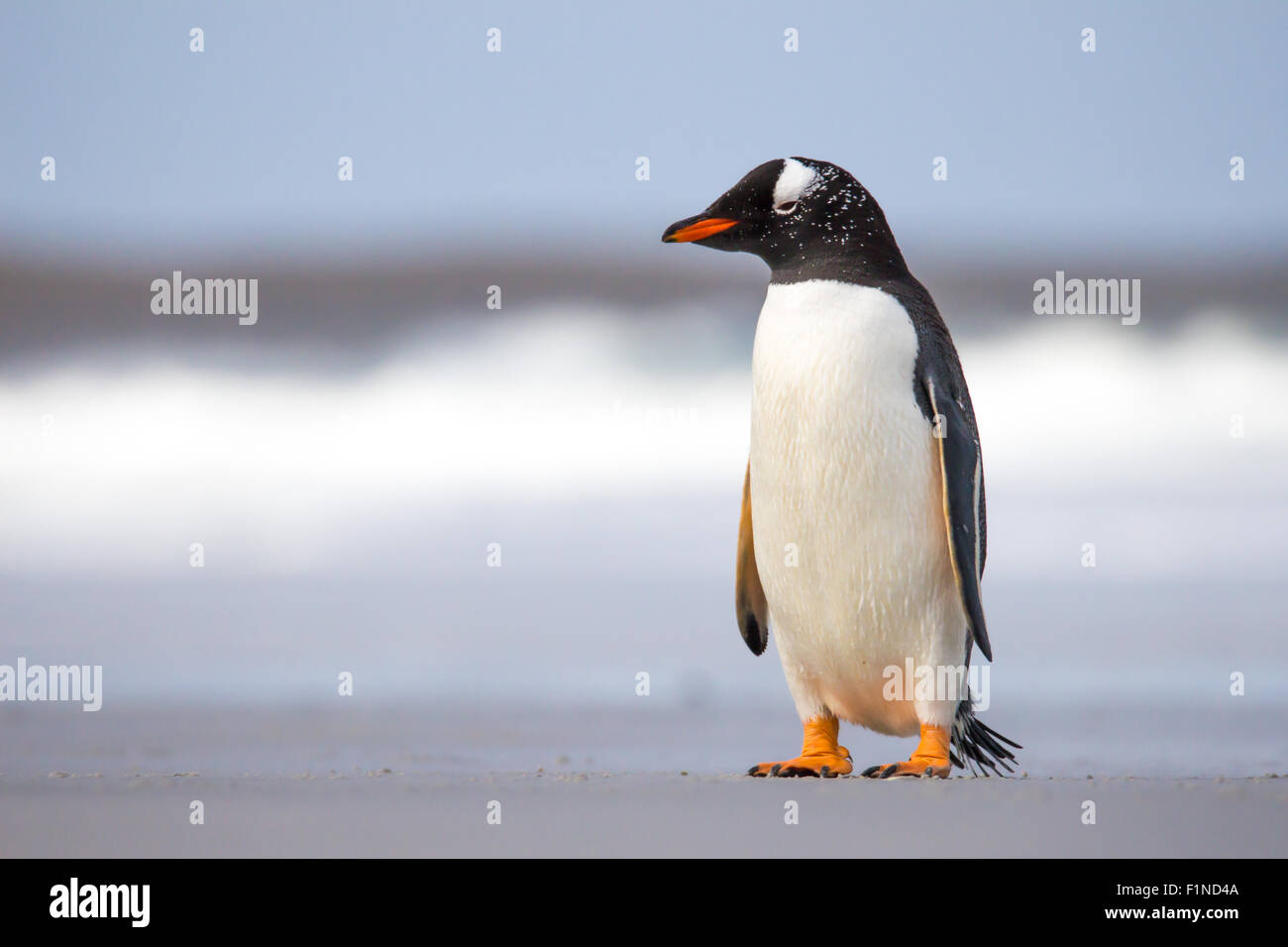 Penguin on the beach hi-res stock photography and images - Alamy