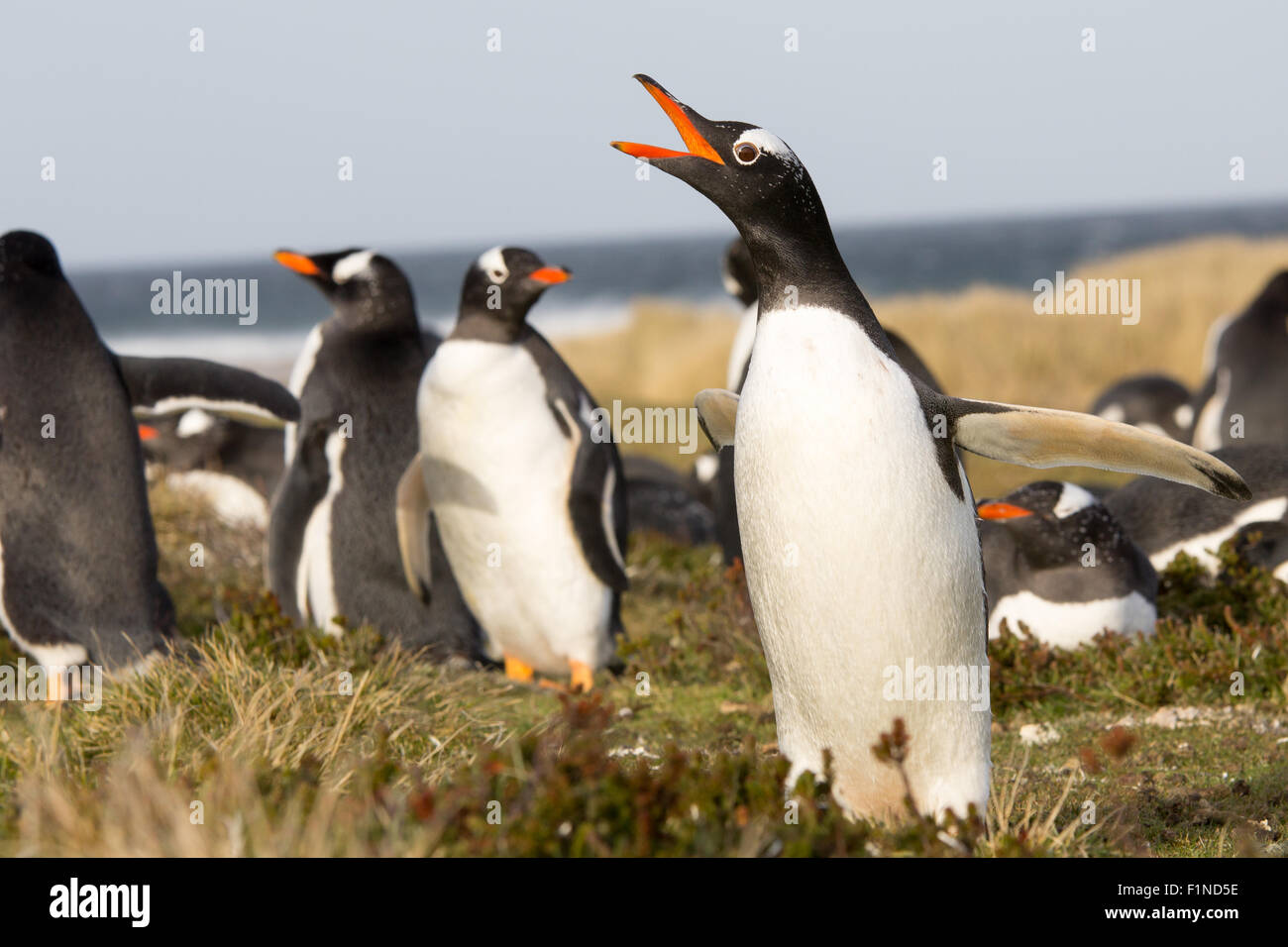 Penguin (Gentoo) Calling in the colony. Falklands Stock Photo - Alamy