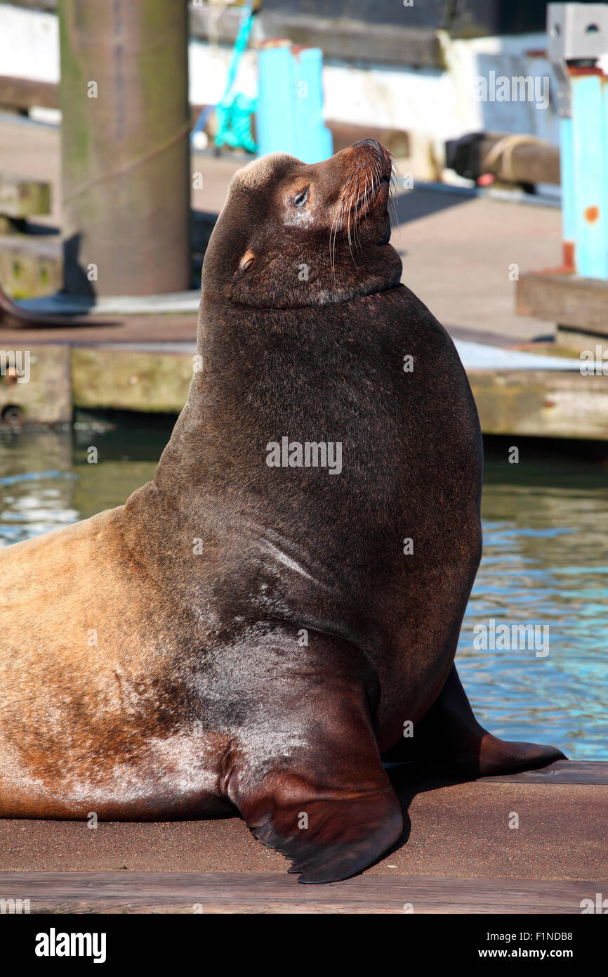 A male sea-lion basking in the sun on a pier in a marina in Astoria ...