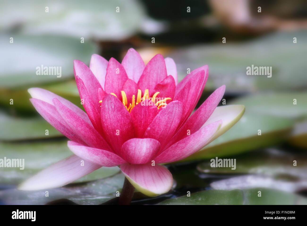 Water Lily (Nymphaeaceae Stock Photo - Alamy