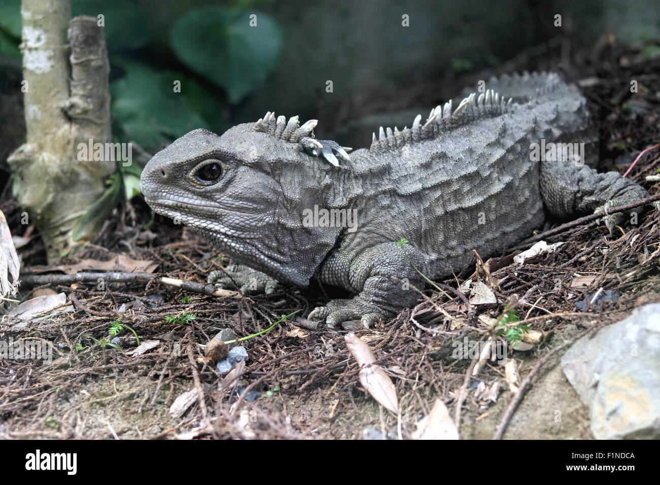 Tuatara hi-res stock photography and images - Alamy