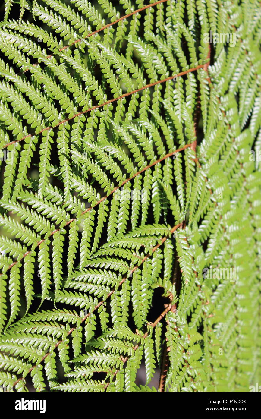 Frond leaves hi-res stock photography and images - Alamy