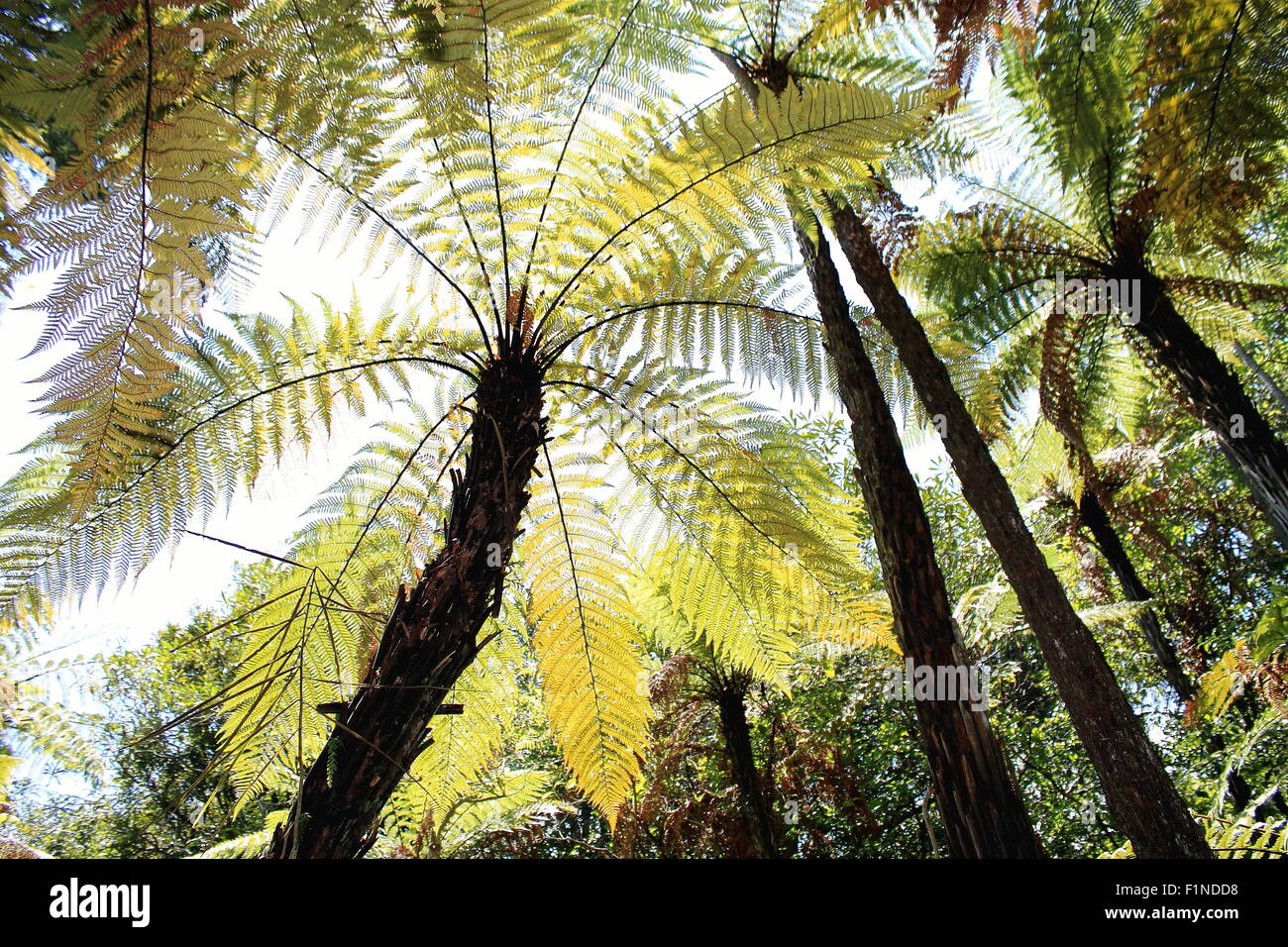 New Zealand Tree Fern Stock Photo - Alamy