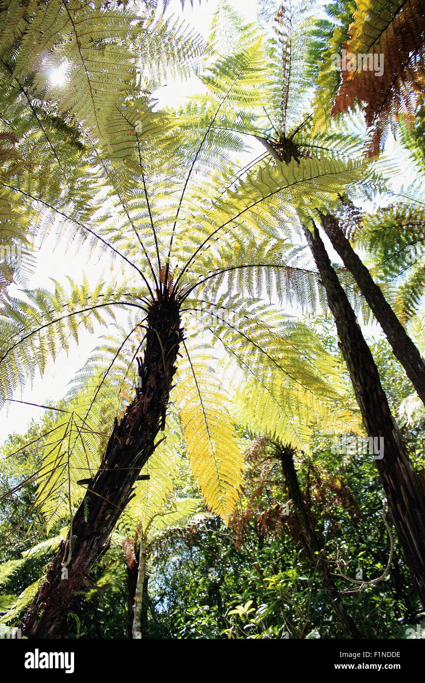 New Zealand Tree Fern Stock Photo - Alamy