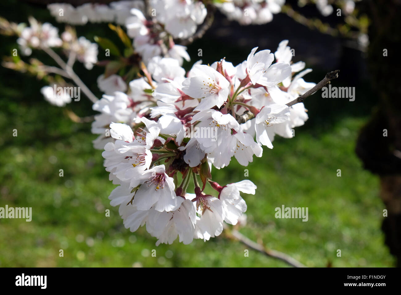 Birth flower is rose hi-res stock photography and images - Alamy