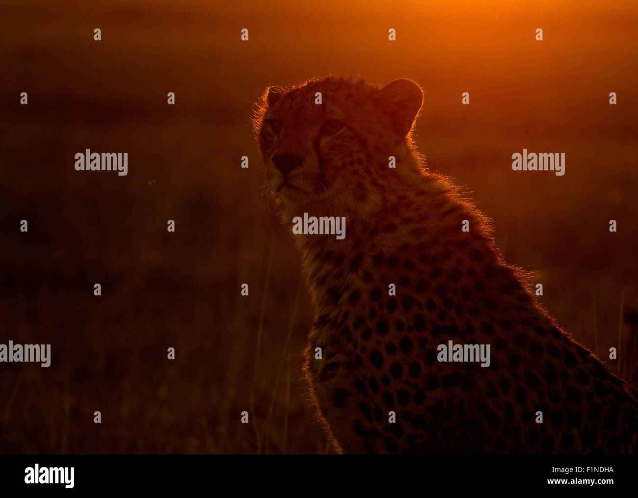 Cheetah sunset in Masai Mara Stock Photo - Alamy