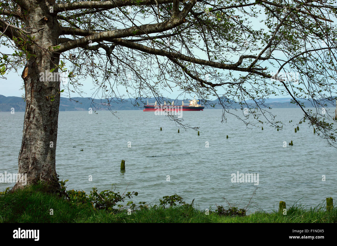 A tree with a view at the edge of the Astoria bay, Oregon Stock Photo ...