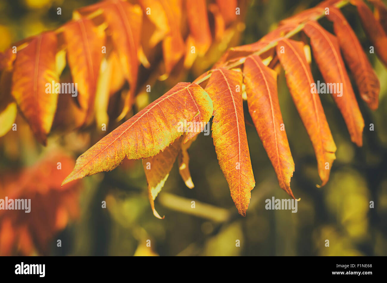Autumn tree branch Stock Photo - Alamy
